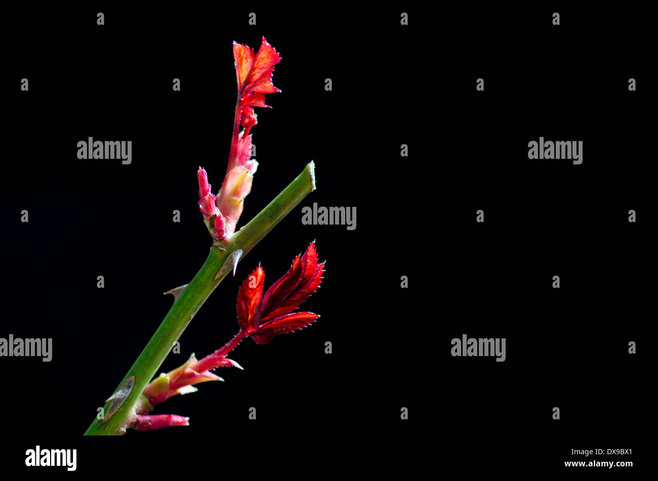 Rose stem with new leaves at black background Stock Photo - Alamy