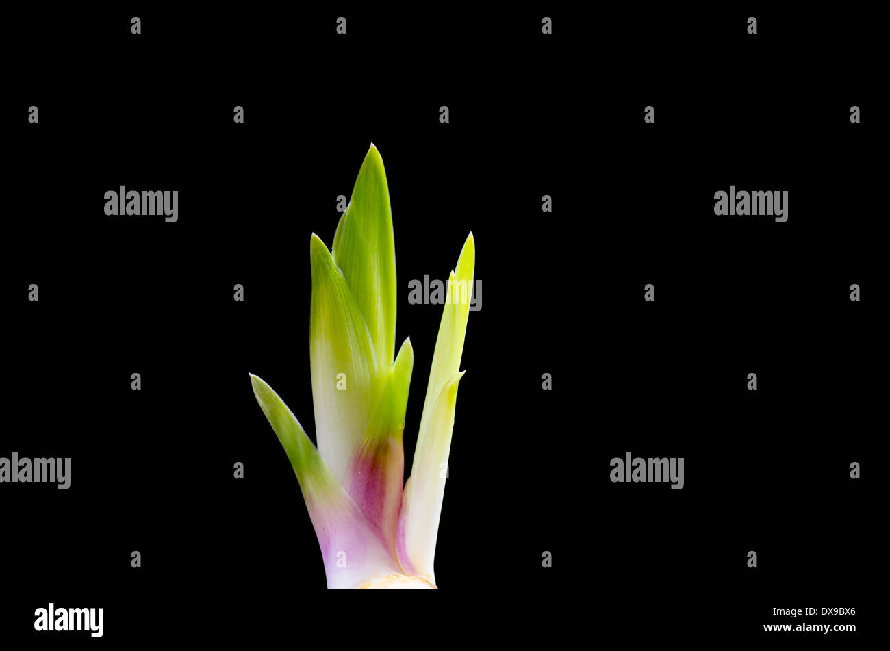 New fresh iris sprout at black background Stock Photo - Alamy