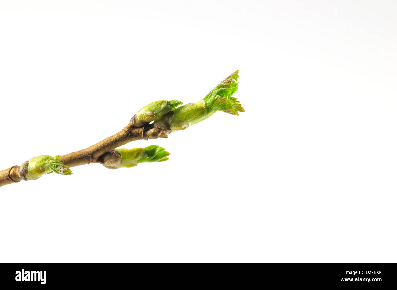 Black currant twig with sprouts on white background Stock Photo - Alamy