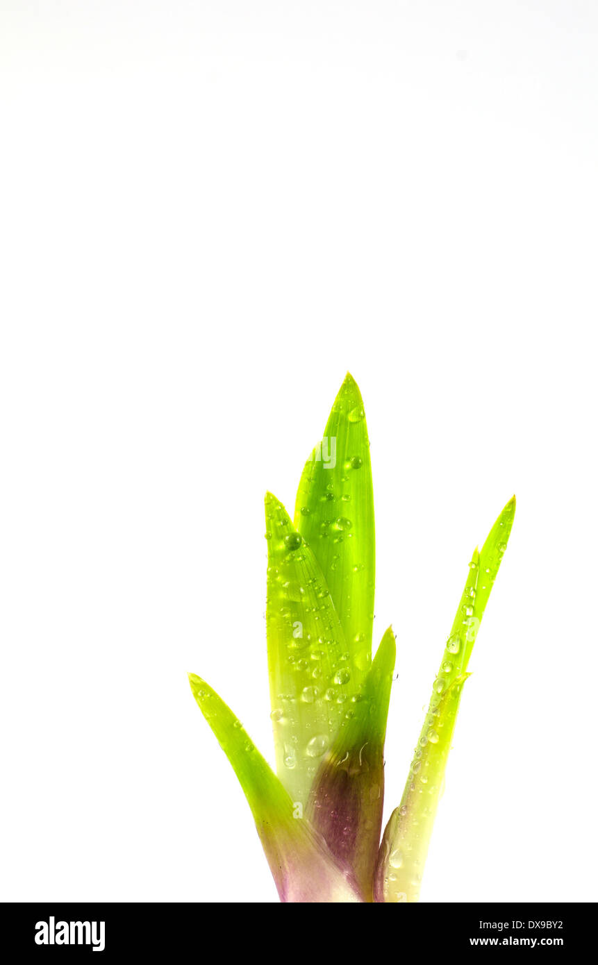 Sprout shape hi-res stock photography and images - Alamy