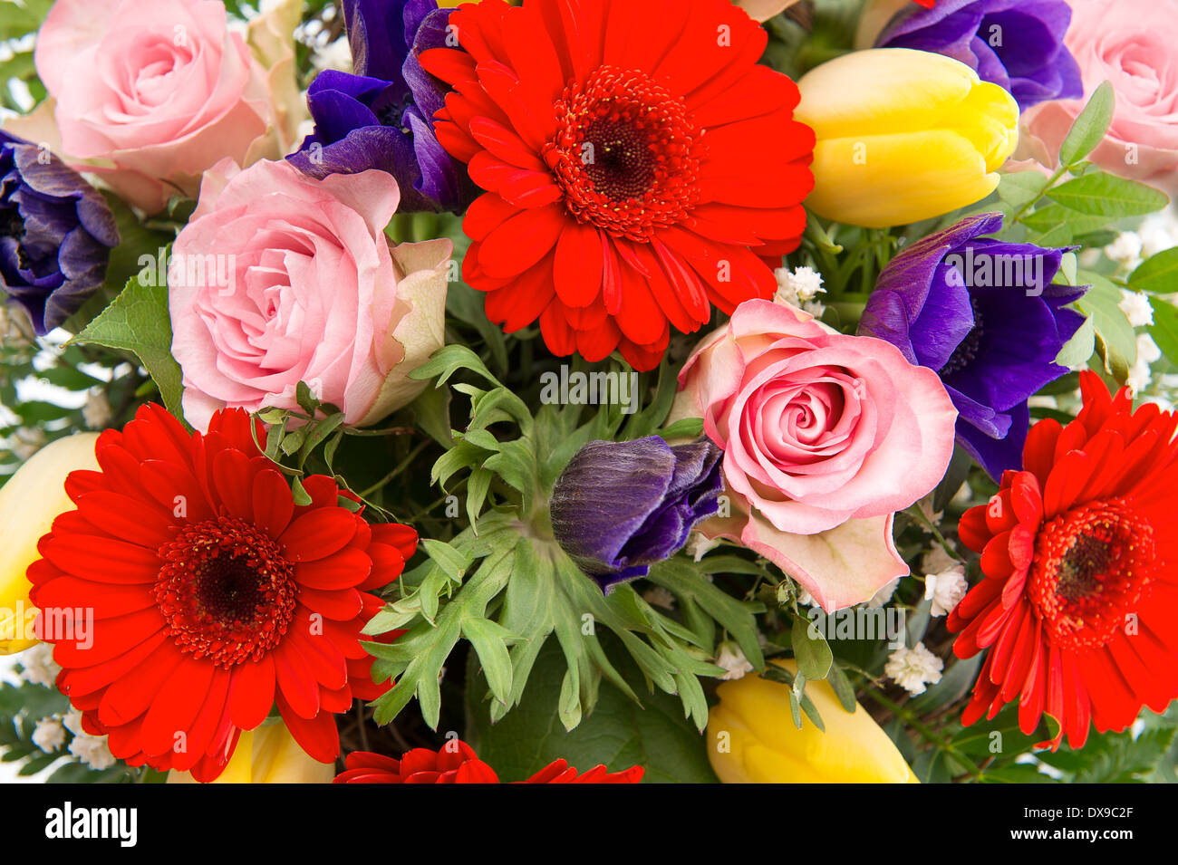 Roses red hi-res stock photography and images - Alamy