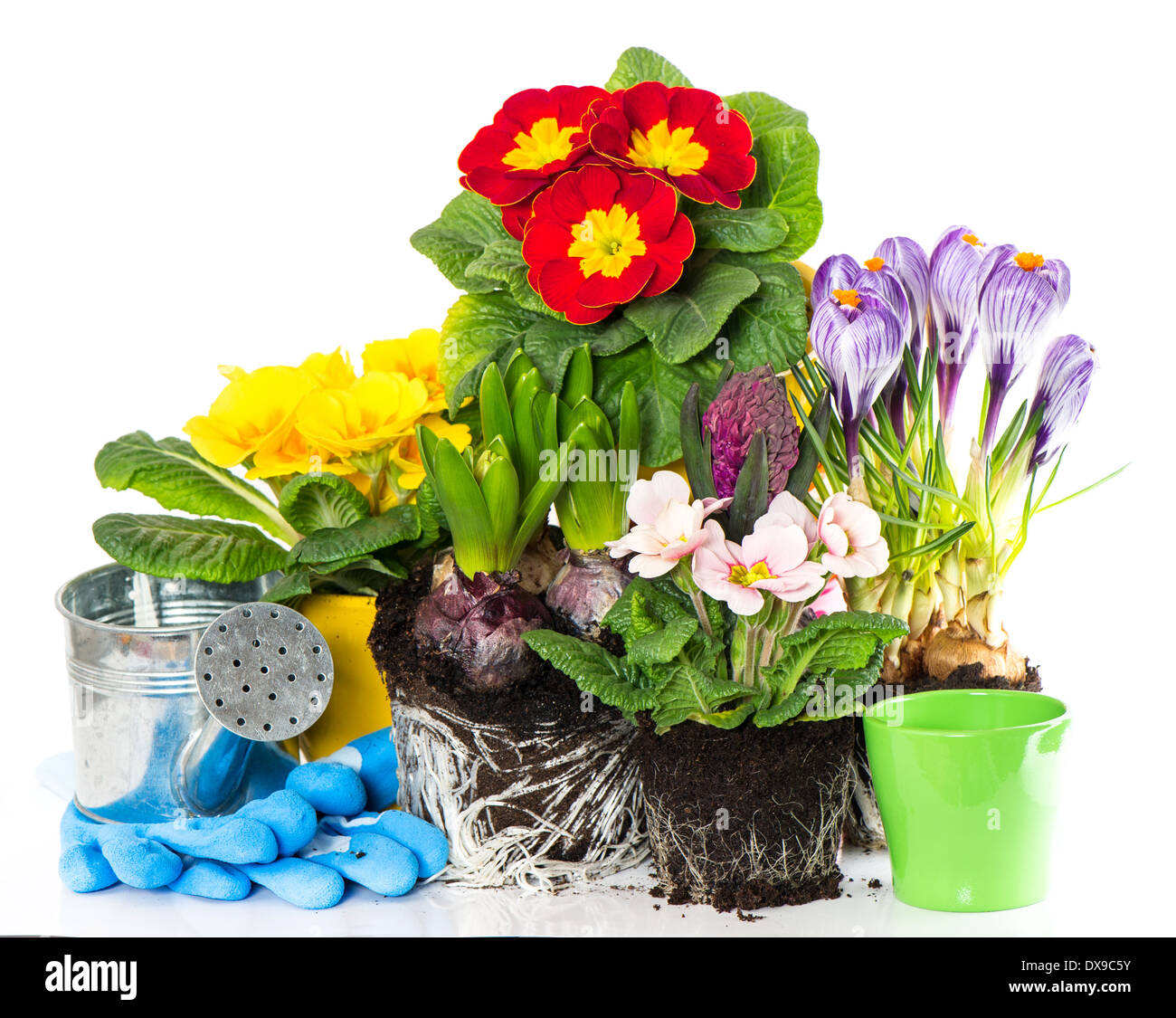 spring flowers hyacinth, crocus and primula on white background ...