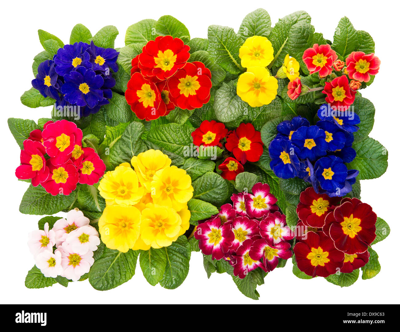 assorted colorful fresh spring primula flowers isolated on white ...