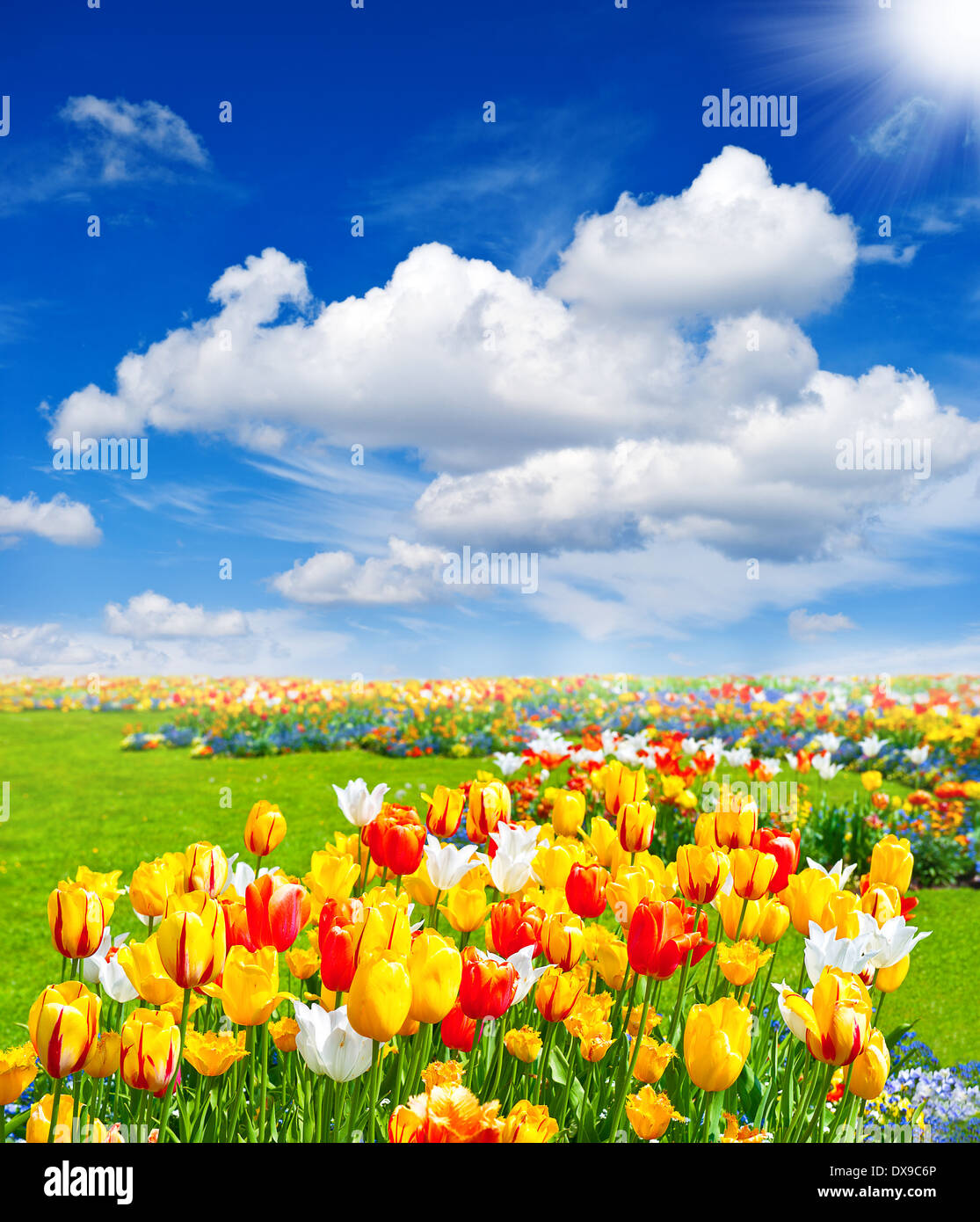 Tulip Flowers Field Spring Landscape With Blue Sunny Sky Stock Photo