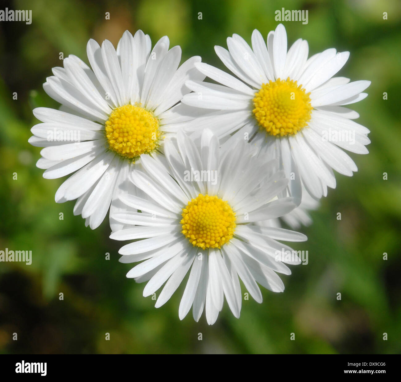 Images of daisies hi-res stock photography and images - Alamy