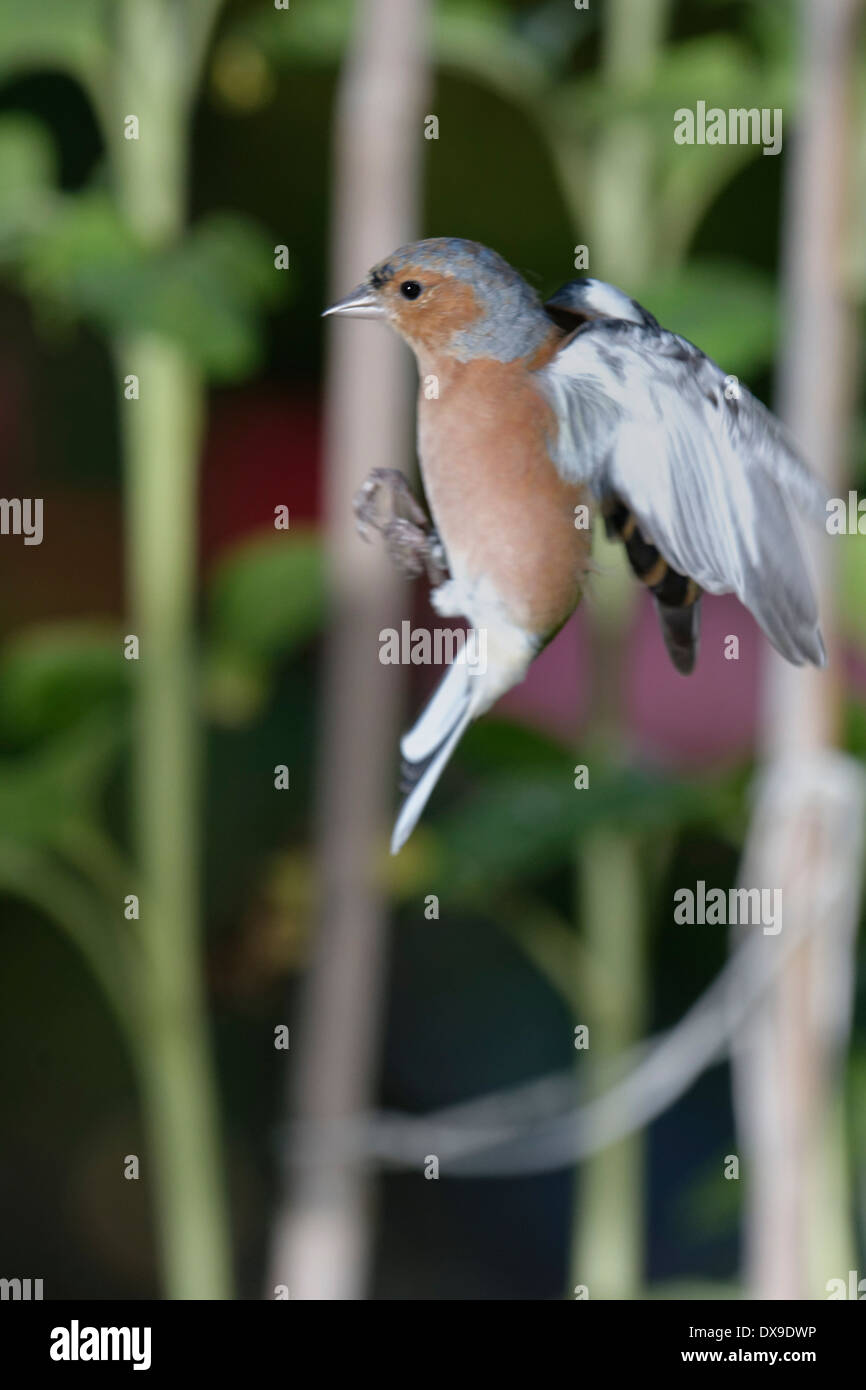 Flying male chafinch Stock Photo - Alamy