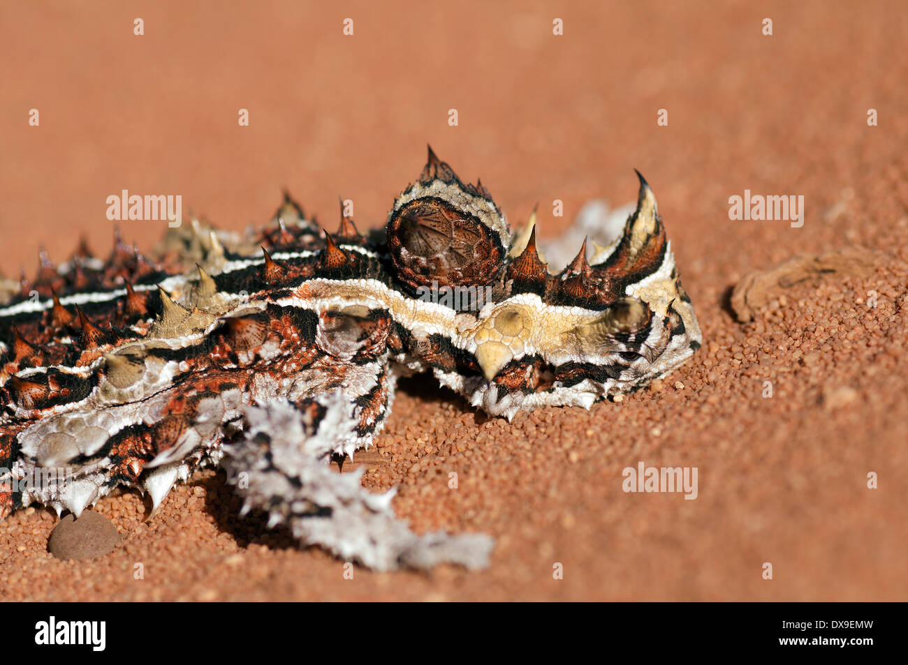 Thorny devil lizard hi-res stock photography and images - Alamy