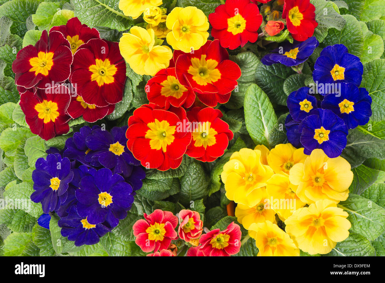flower bed colorful fresh spring primulas. assorted primroses red, blue ...