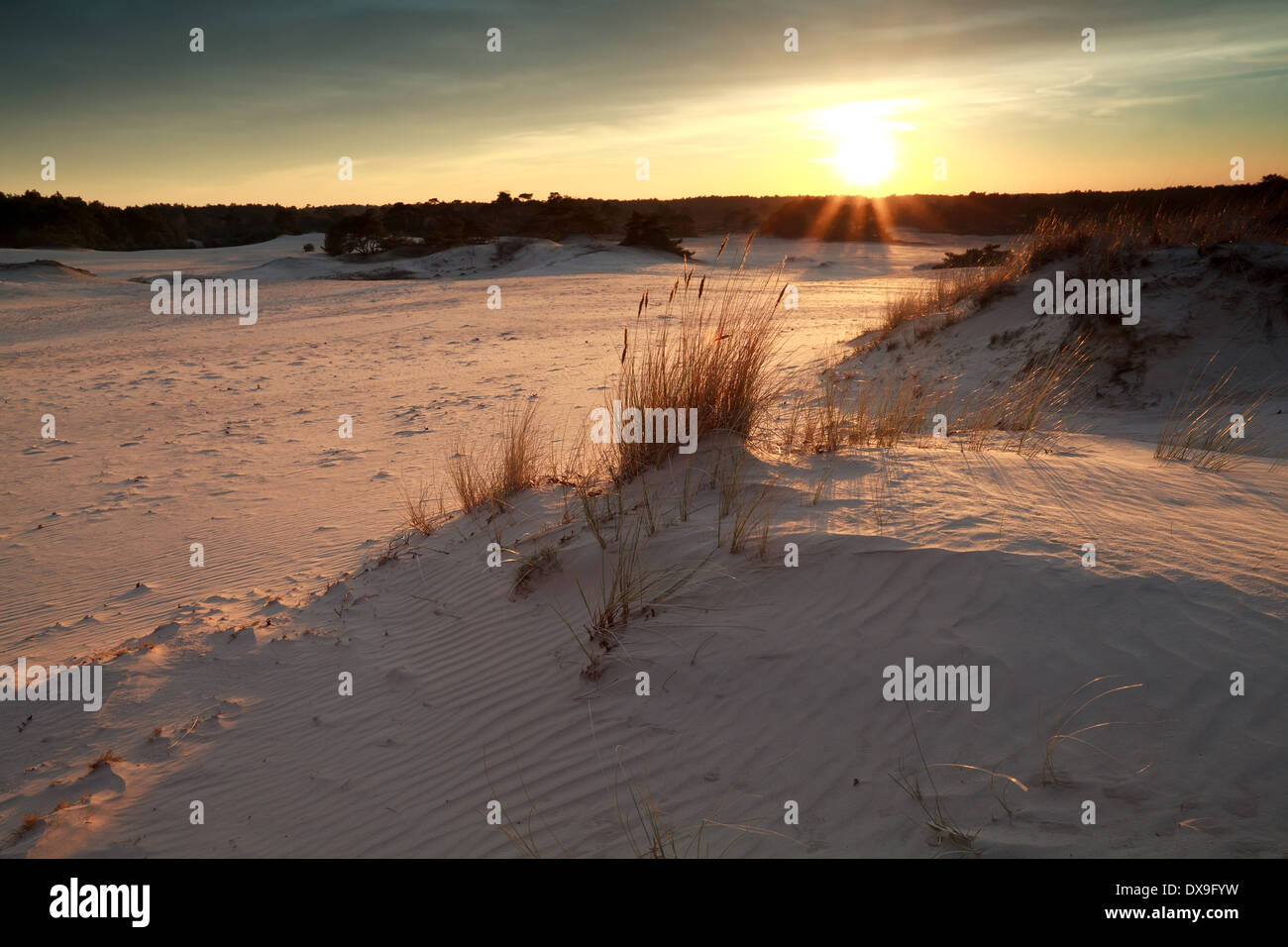 Gold sunset hi-res stock photography and images - Alamy