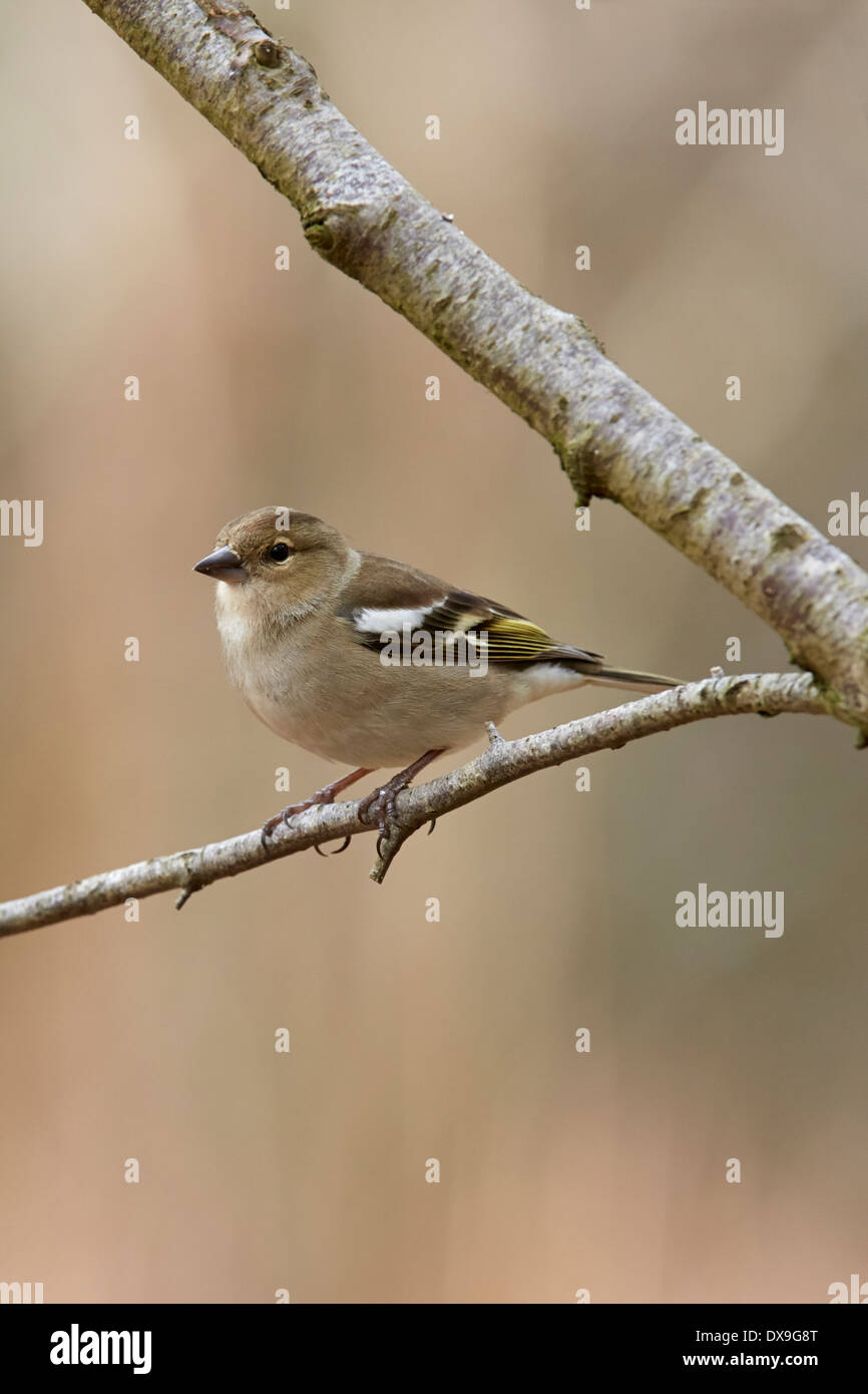 Chaffinch female Fringilla coelebs wild bird Stock Photo - Alamy