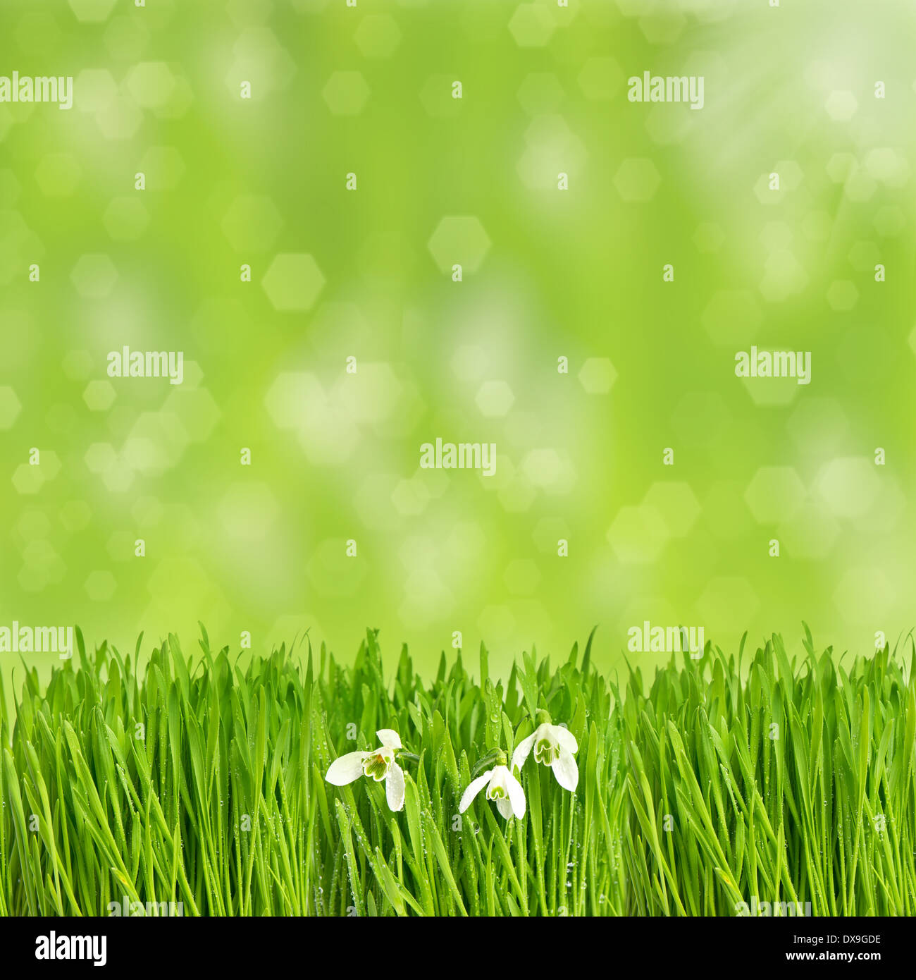 fresh green spring grass with water drops over blurred background Stock ...
