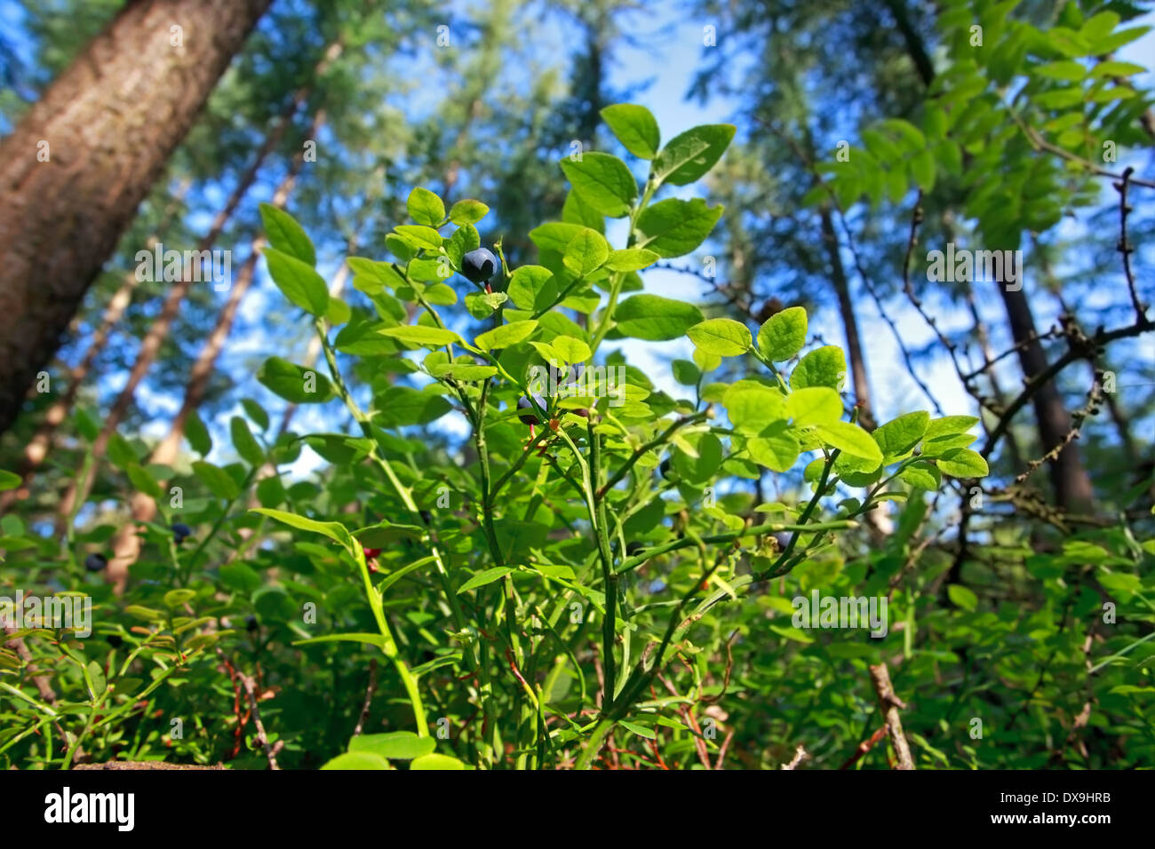 Blueberry tree hi-res stock photography and images - Alamy