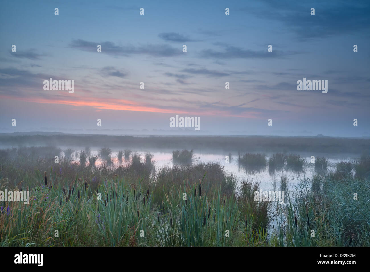summer misty sunrise over swamp, Onlanden, Drenthe, Netherlands Stock ...