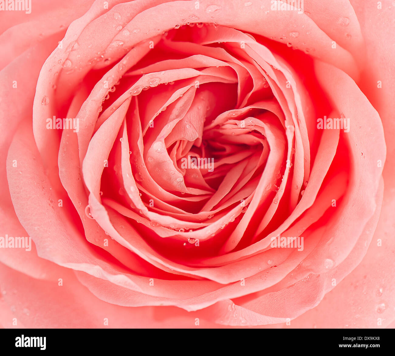 Blossom of pink rose hi-res stock photography and images - Alamy