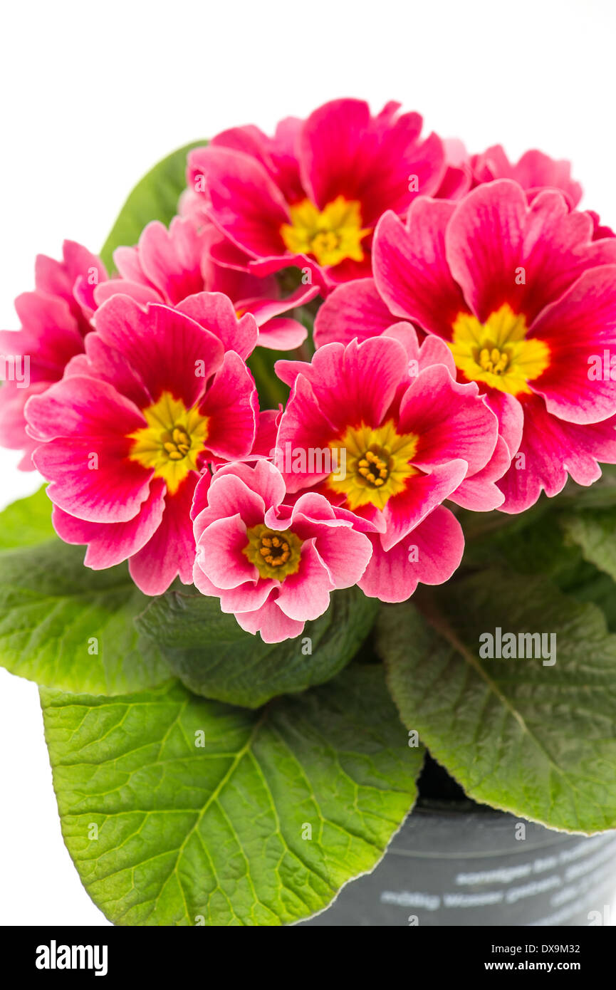 Primroses closeup hi-res stock photography and images - Alamy
