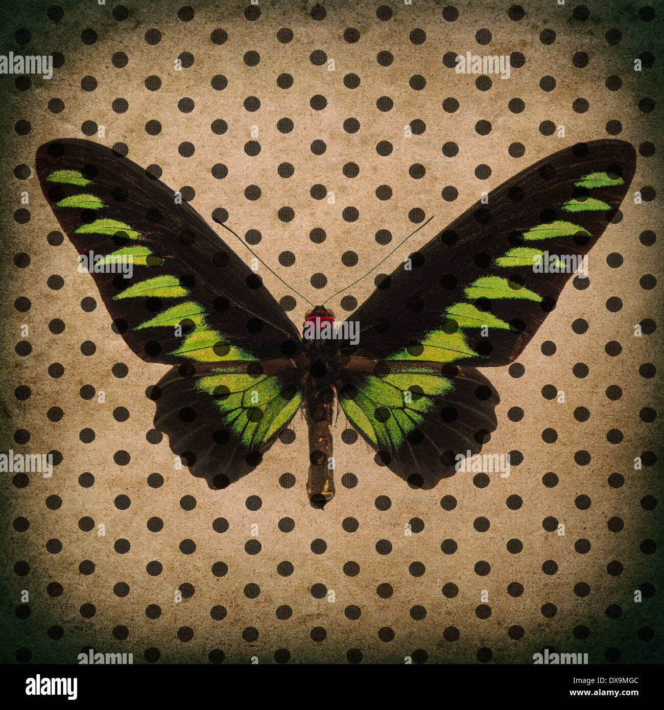 Dot Butterfly Wallpaper Gold Butterfly On Black Wallpaper...By Artist