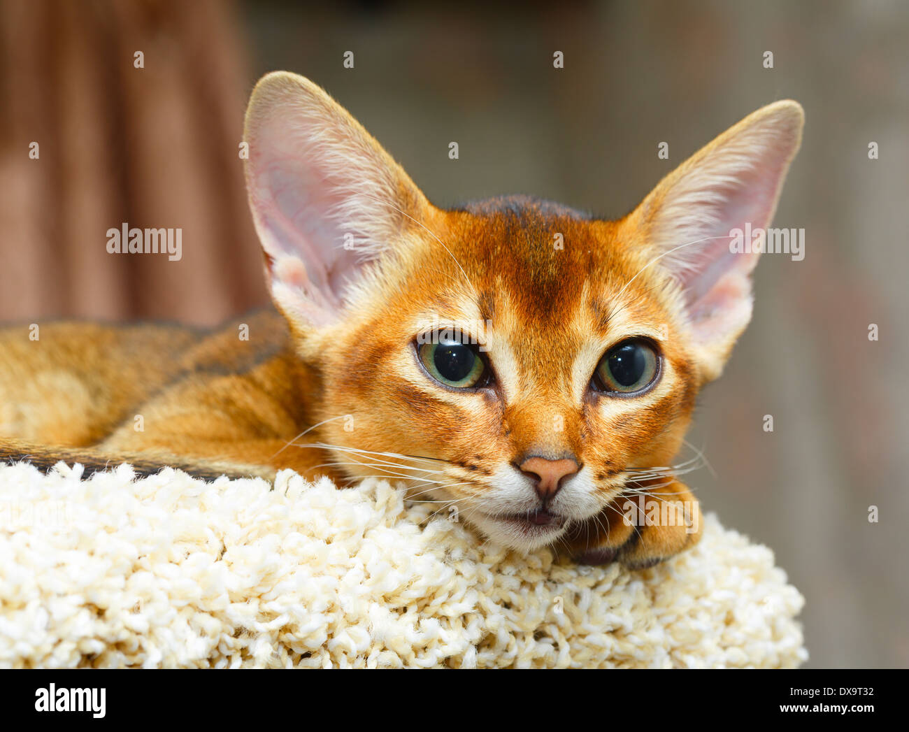 Young abyssinian cat lying at cat tree furniture Stock Photo - Alamy