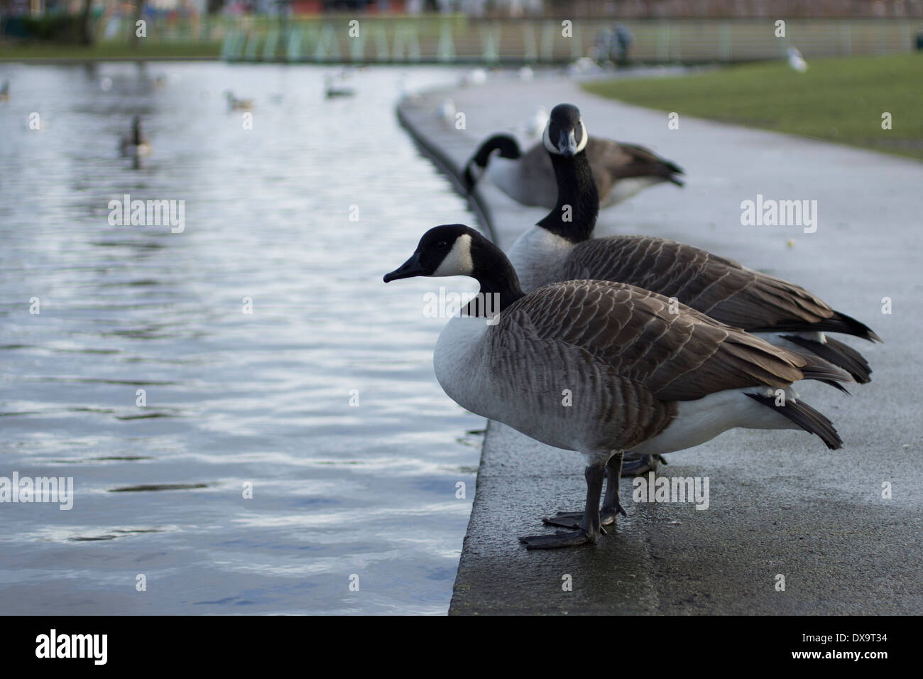 Geese staring at passers by Stock Photo - Alamy
