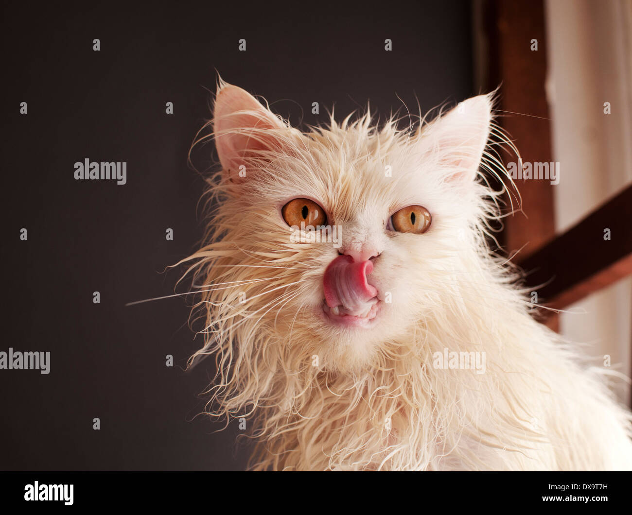 Wet persian cat hi-res stock photography and images - Alamy