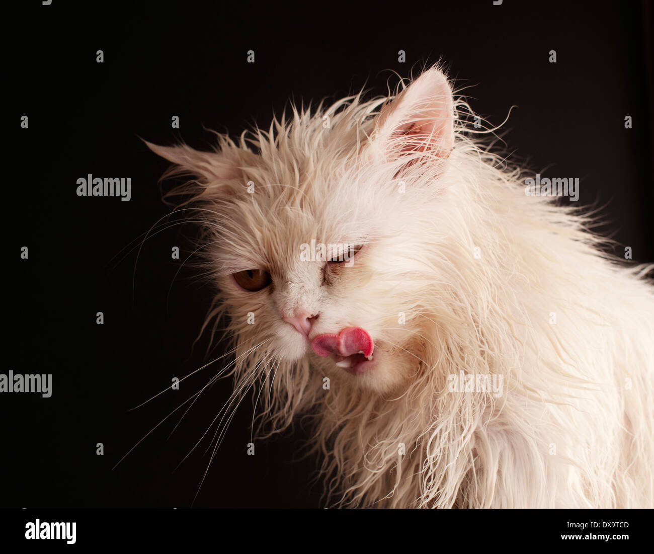 Wet tongue hi-res stock photography and images - Alamy