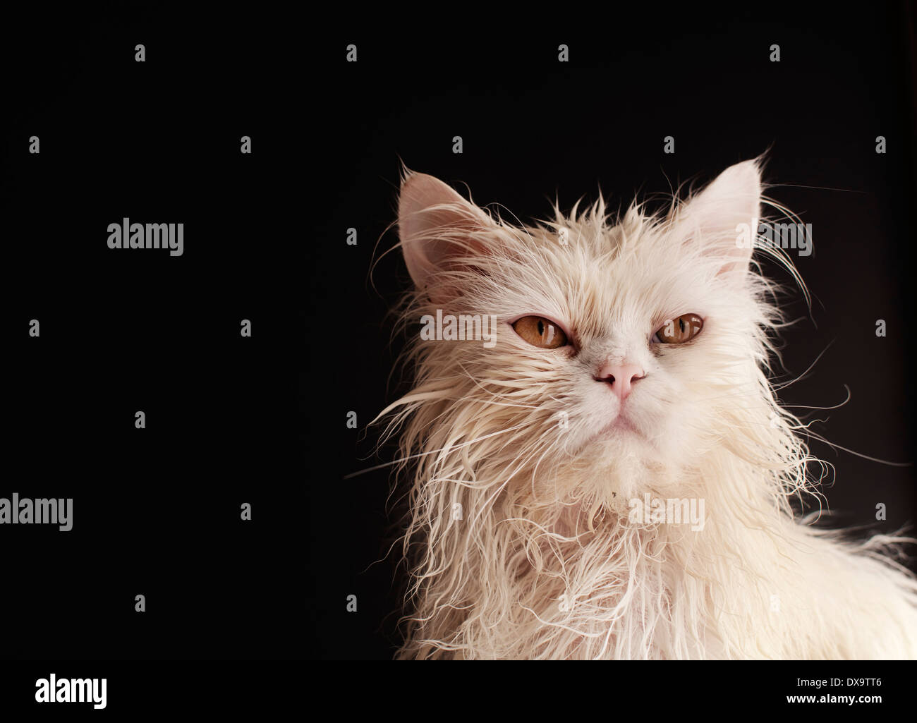 Wet after bath hi-res stock photography and images - Alamy