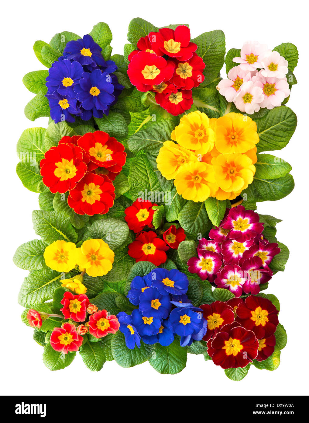 colorful fresh spring primrose flowers isolated on white background ...