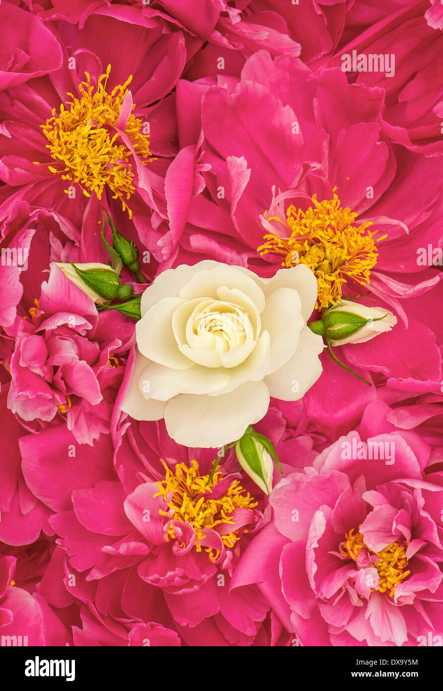 Pink pattern hi-res stock photography and images - Alamy