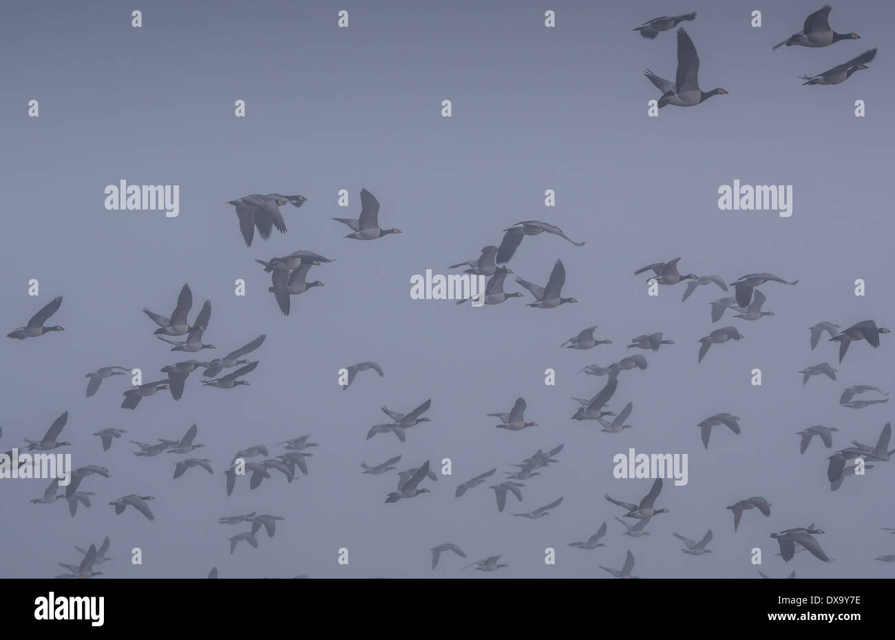 Brant geese flock flight fly migration hi-res stock photography and ...