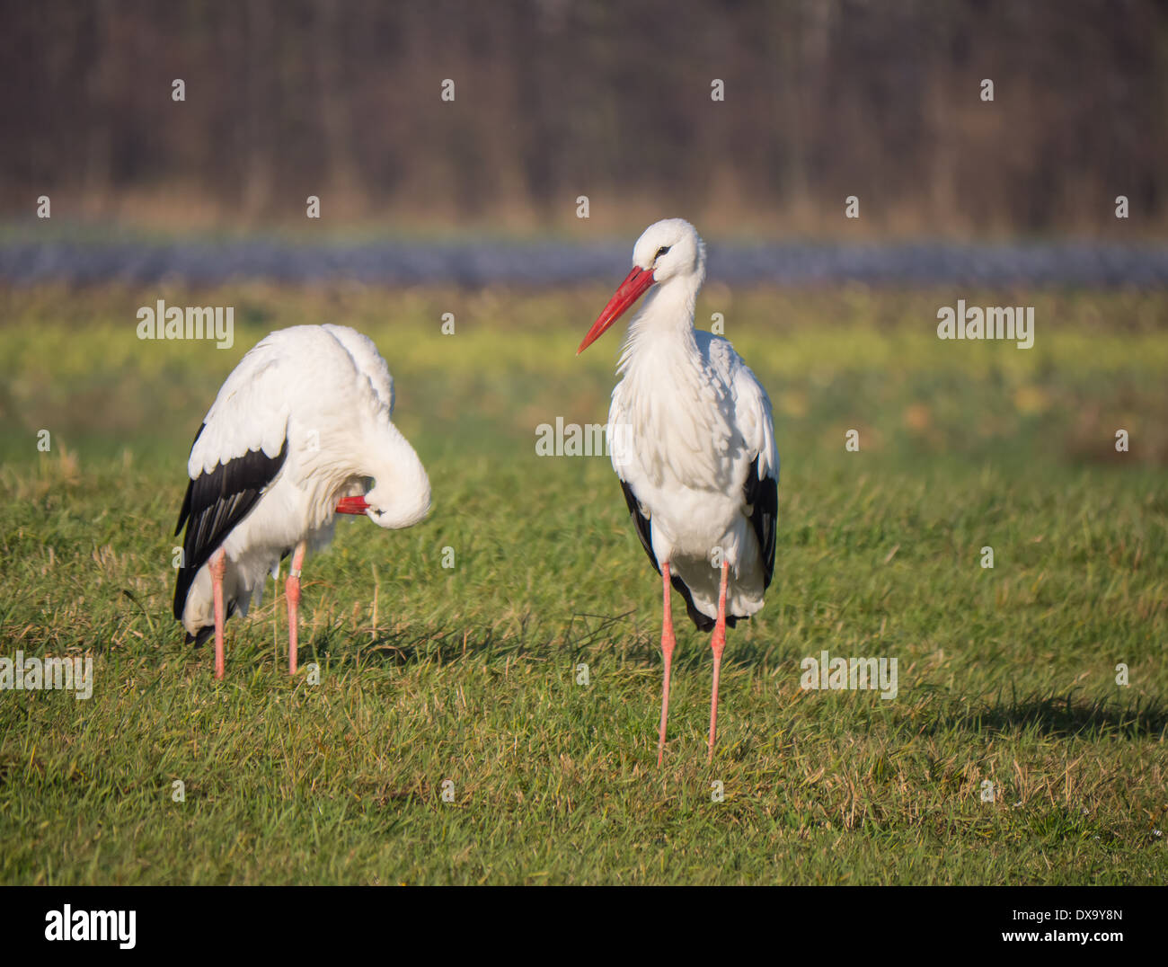 Small group of stork in a field in late summer Stock Photo - Alamy