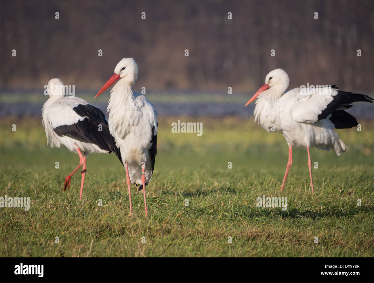Small group of stork in a field in late summer Stock Photo - Alamy