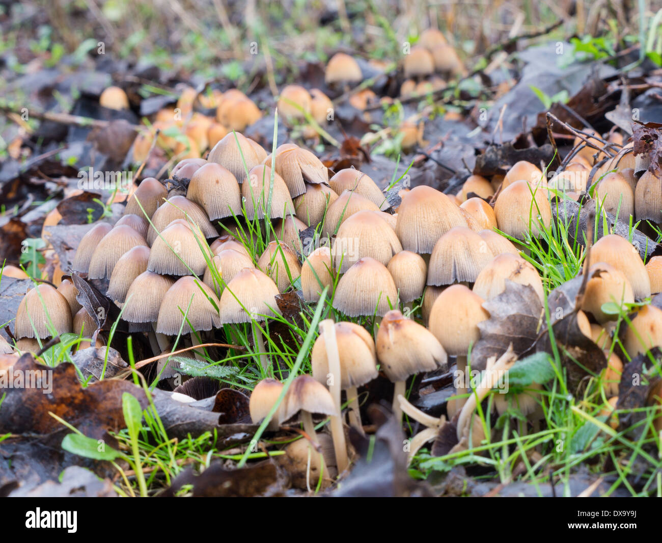 Close-up of a group of Coprinellus micaceus mushroom Stock Photo - Alamy