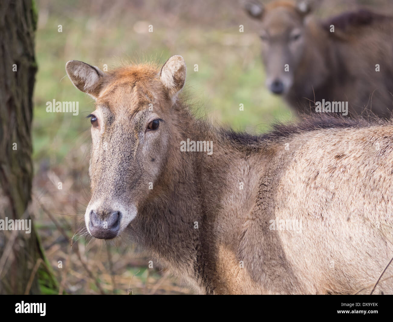 With his father david hi-res stock photography and images - Alamy