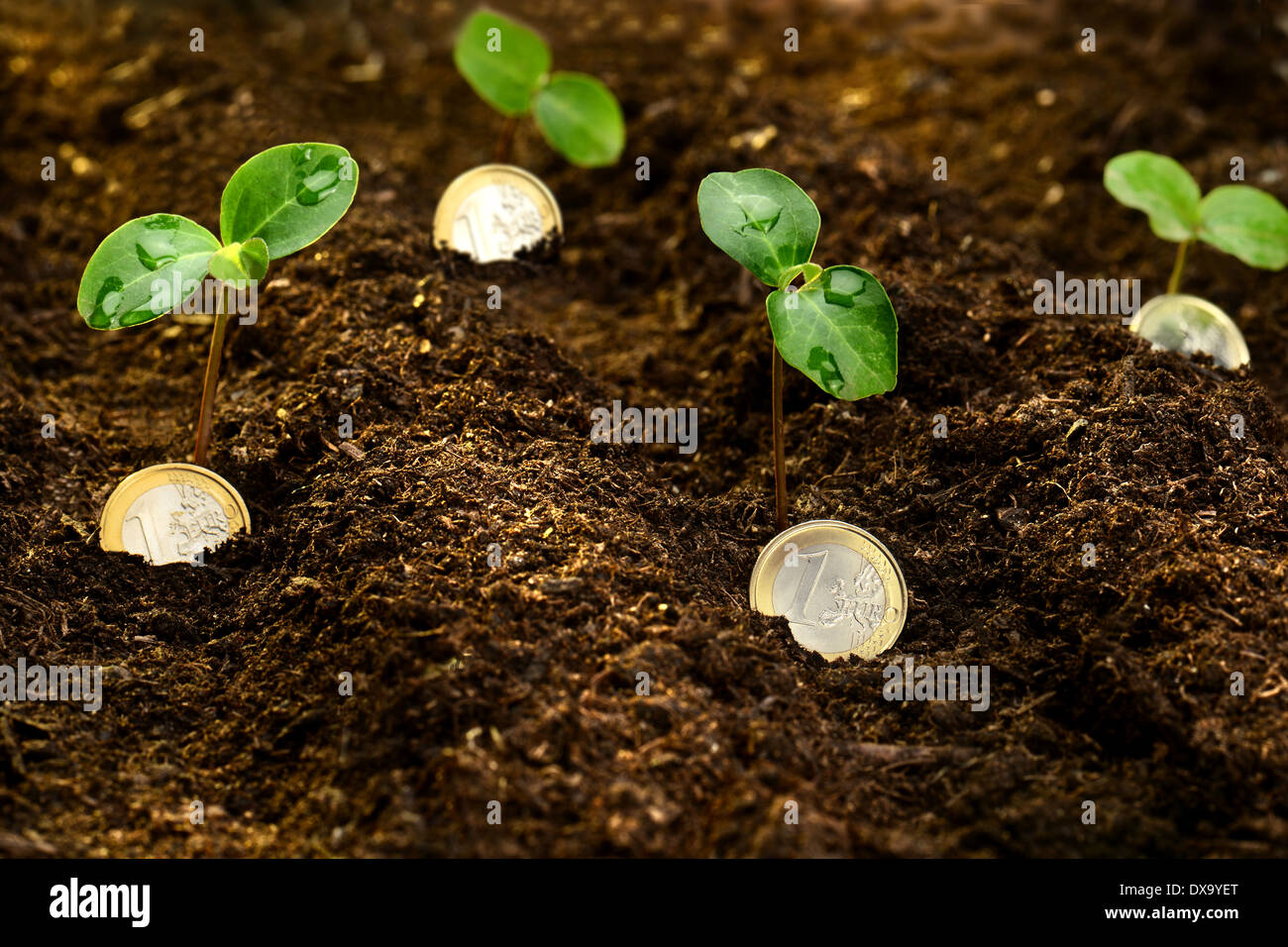 Abnormal Plant Growth High Resolution Stock Photography and Images - Alamy