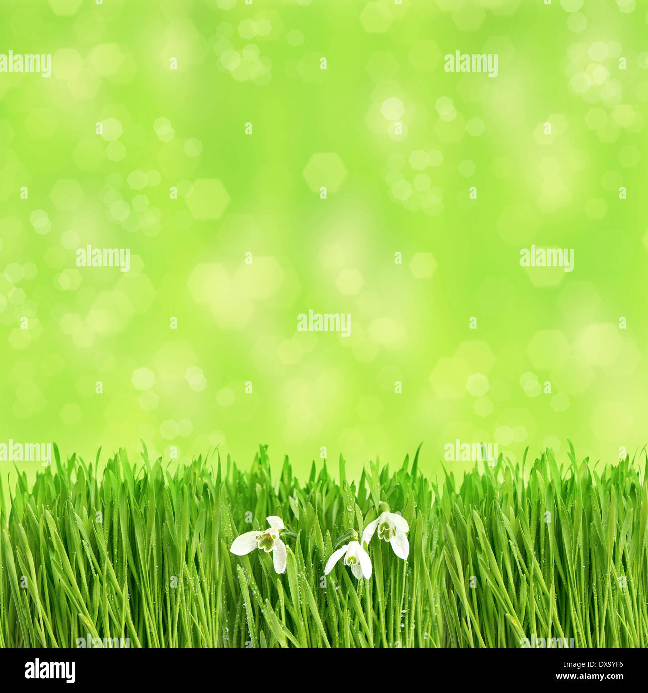 fresh green spring grass with water drops over blurred background ...