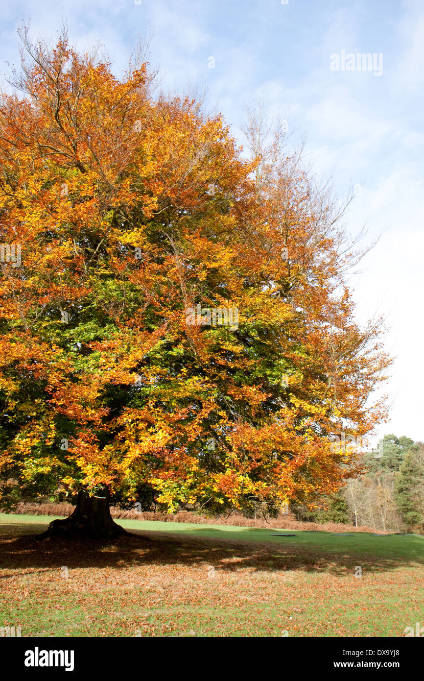 Beech tree in the grounds of the Ashdown Park Hotel Stock Photo - Alamy