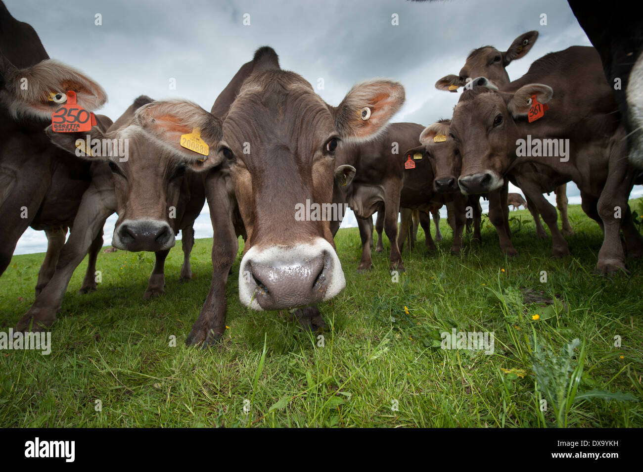 Brown swiss cow hi-res stock photography and images - Alamy