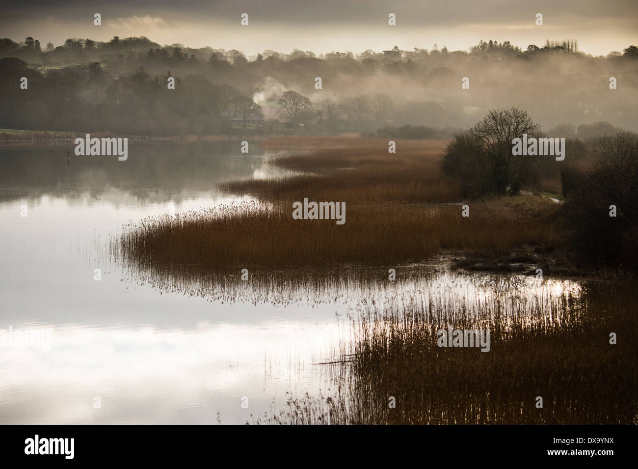 Early morning Mist rising over wetlands on the River Teifi , Cardigan ...