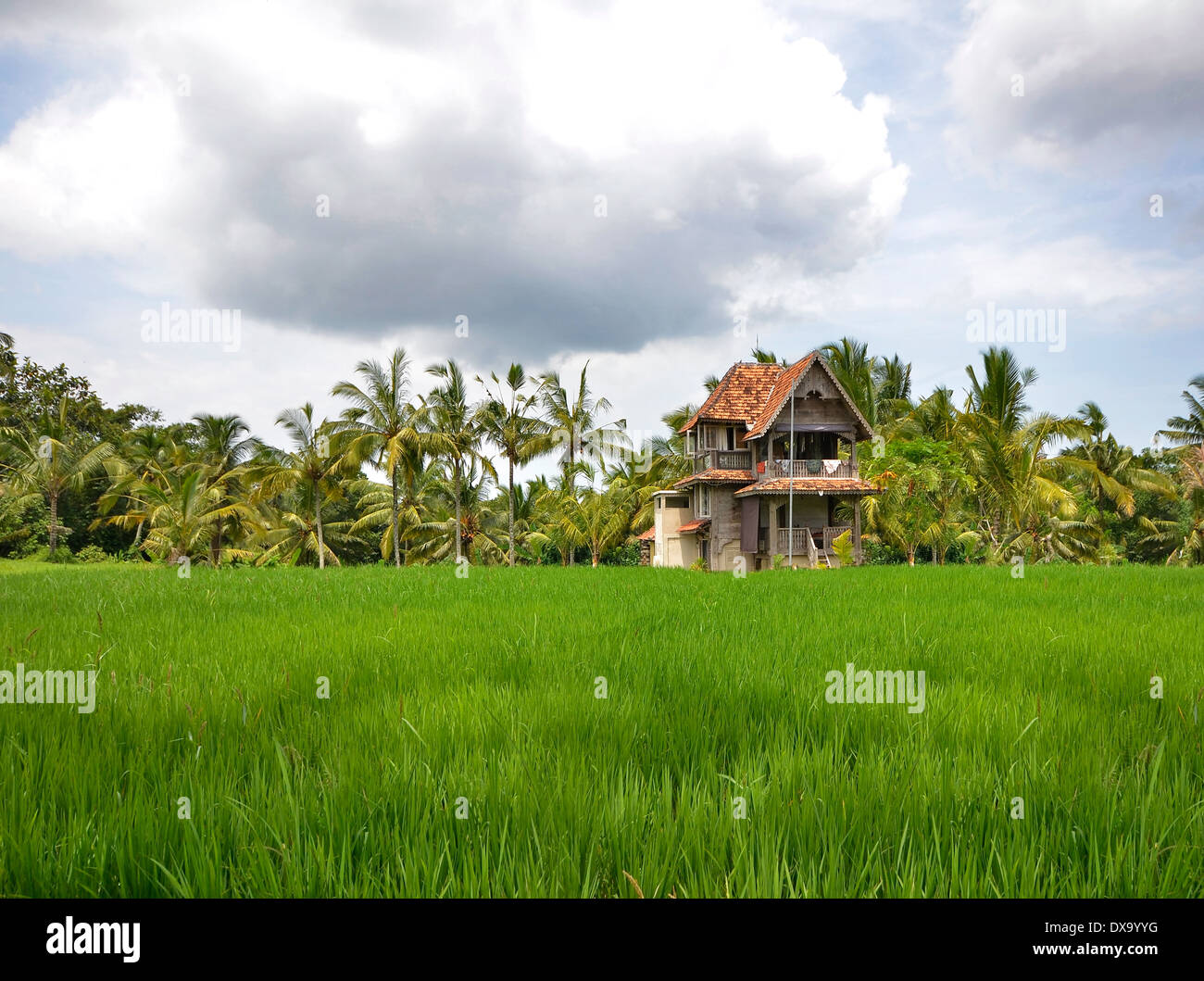 Rice field with an old traditonal house. Palm trees and cloudy sky in ...