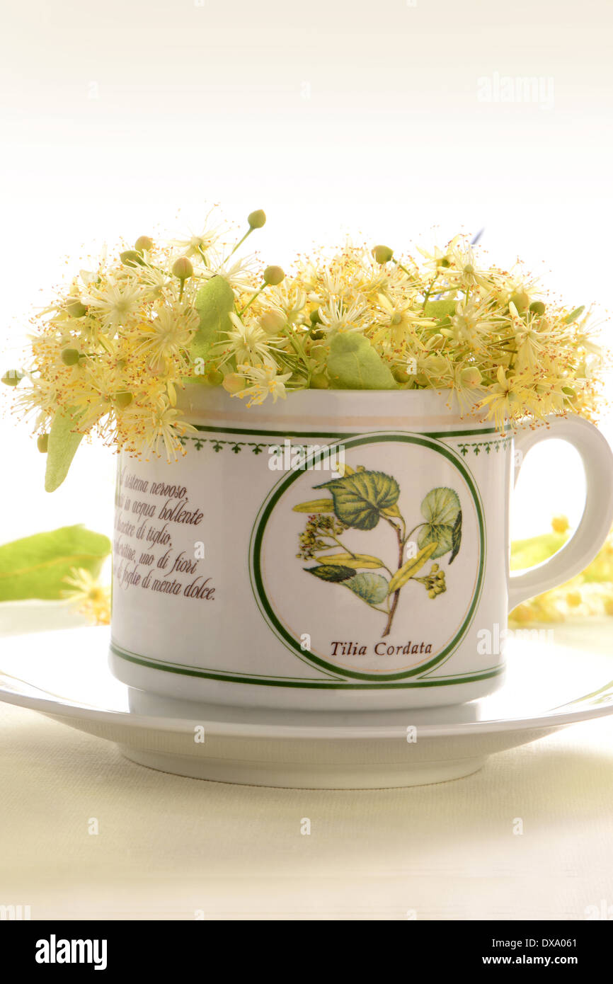 Lime Plant Cutout High Resolution Stock Photography and Images - Alamy