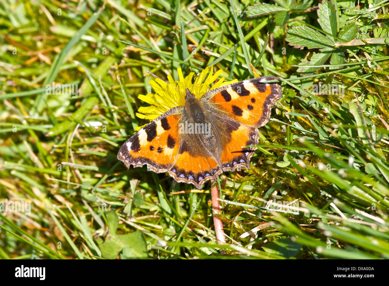 Small Tortoiseshell butterfly Stock Photo - Alamy