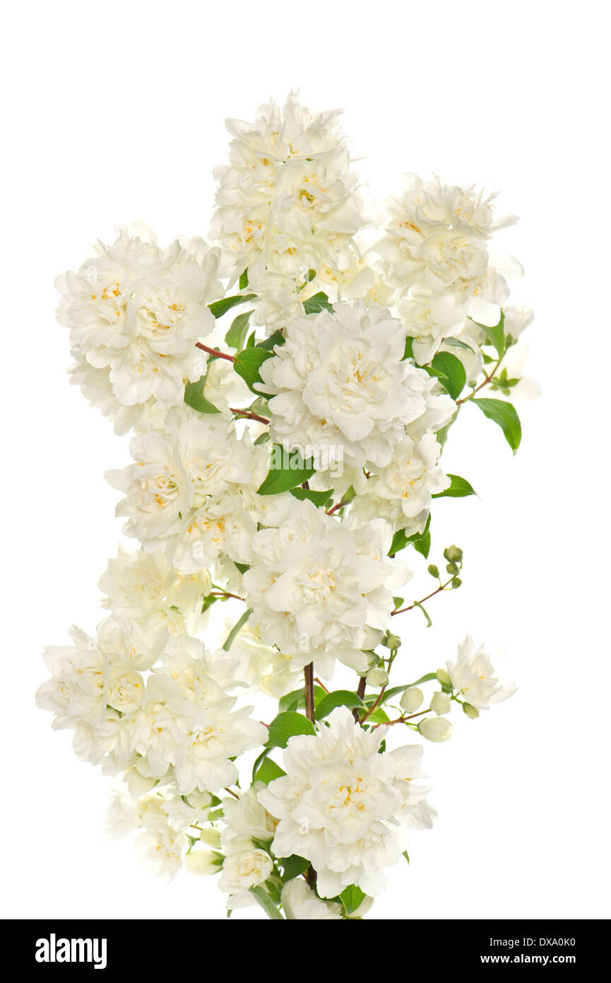 Jasmin plant flower hi-res stock photography and images - Alamy