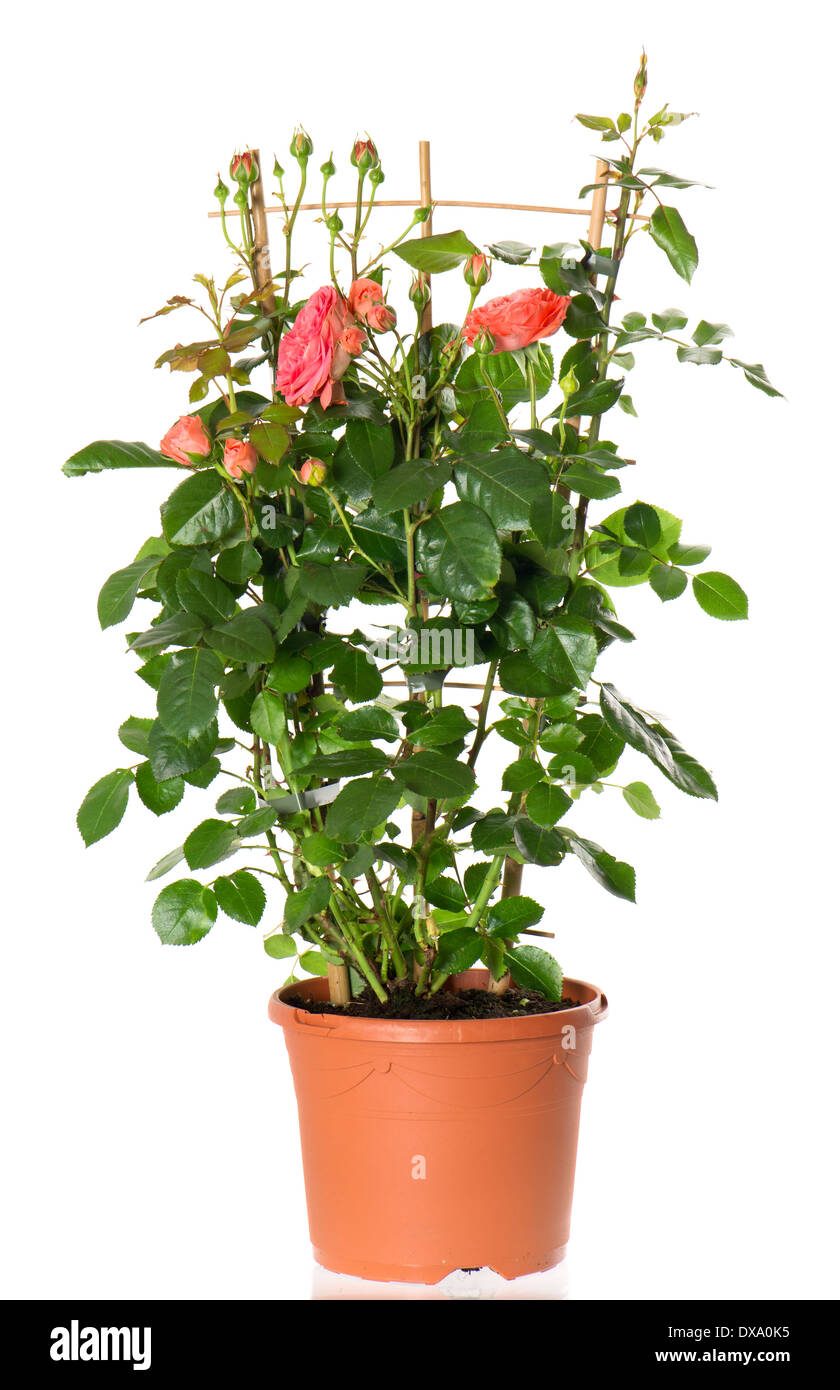 beautiful roses bush in pot isolated Stock Photo - Alamy