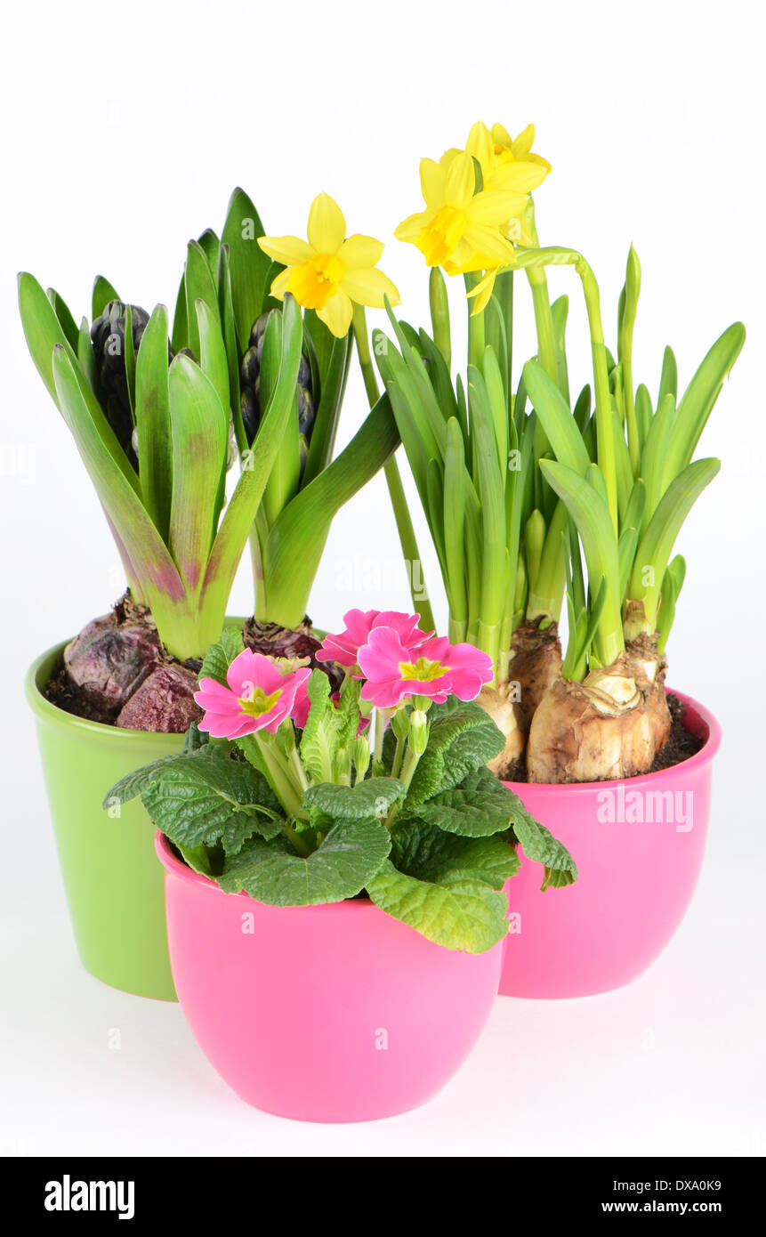 Colorful spring flowers Stock Photo - Alamy