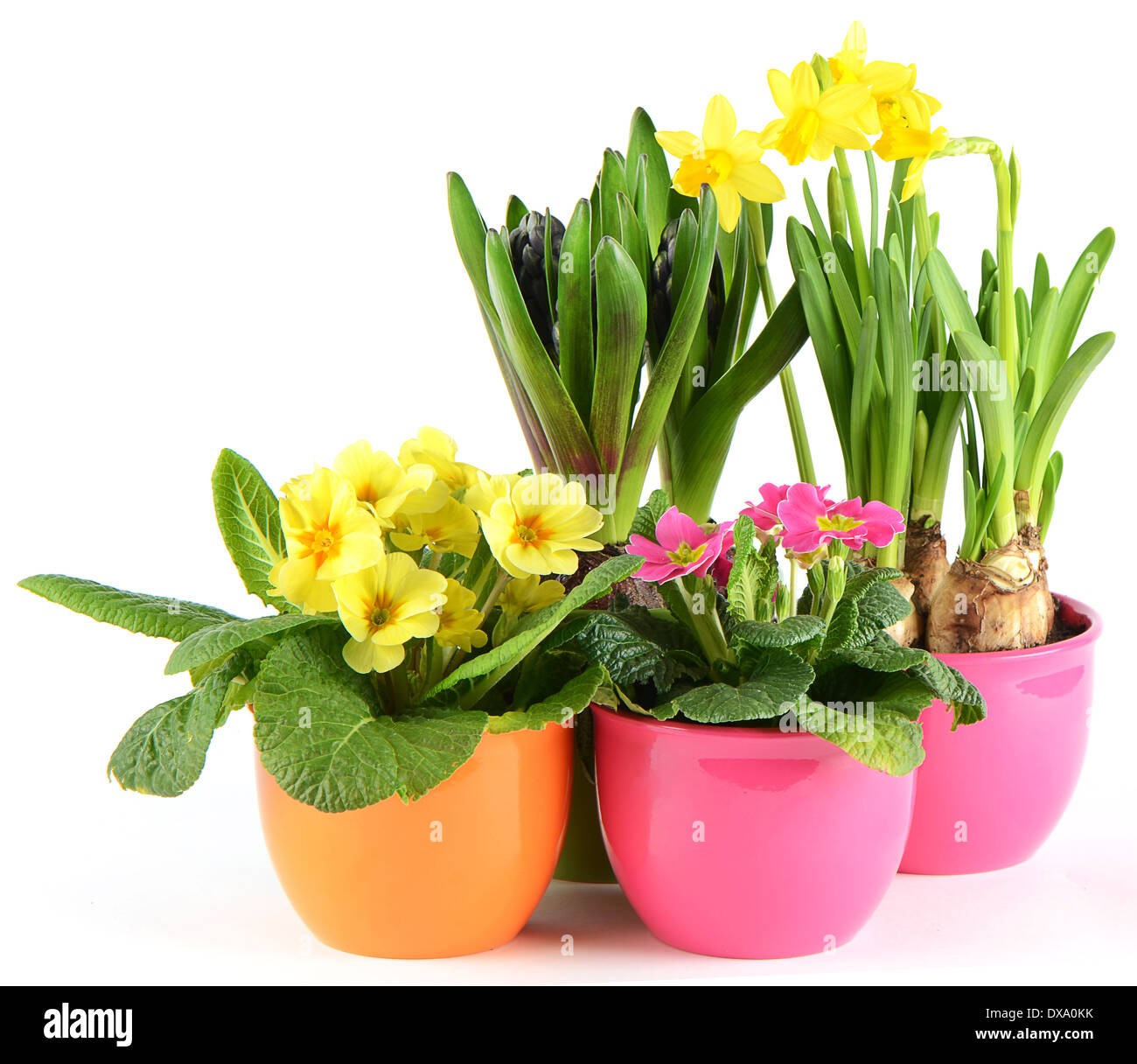 colorful spring flowers Stock Photo - Alamy