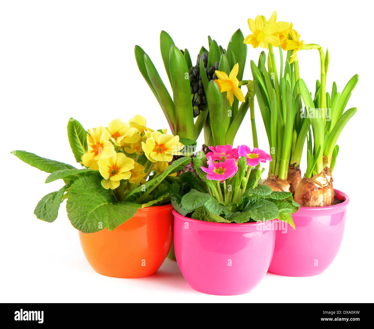 colorful spring flowers in pots on white background. hyacinth, pink ...