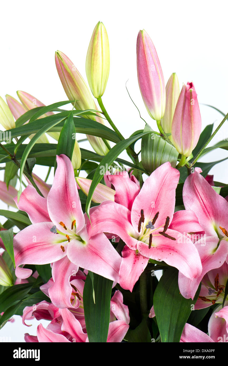 pink lily flowers. close up Stock Photo - Alamy