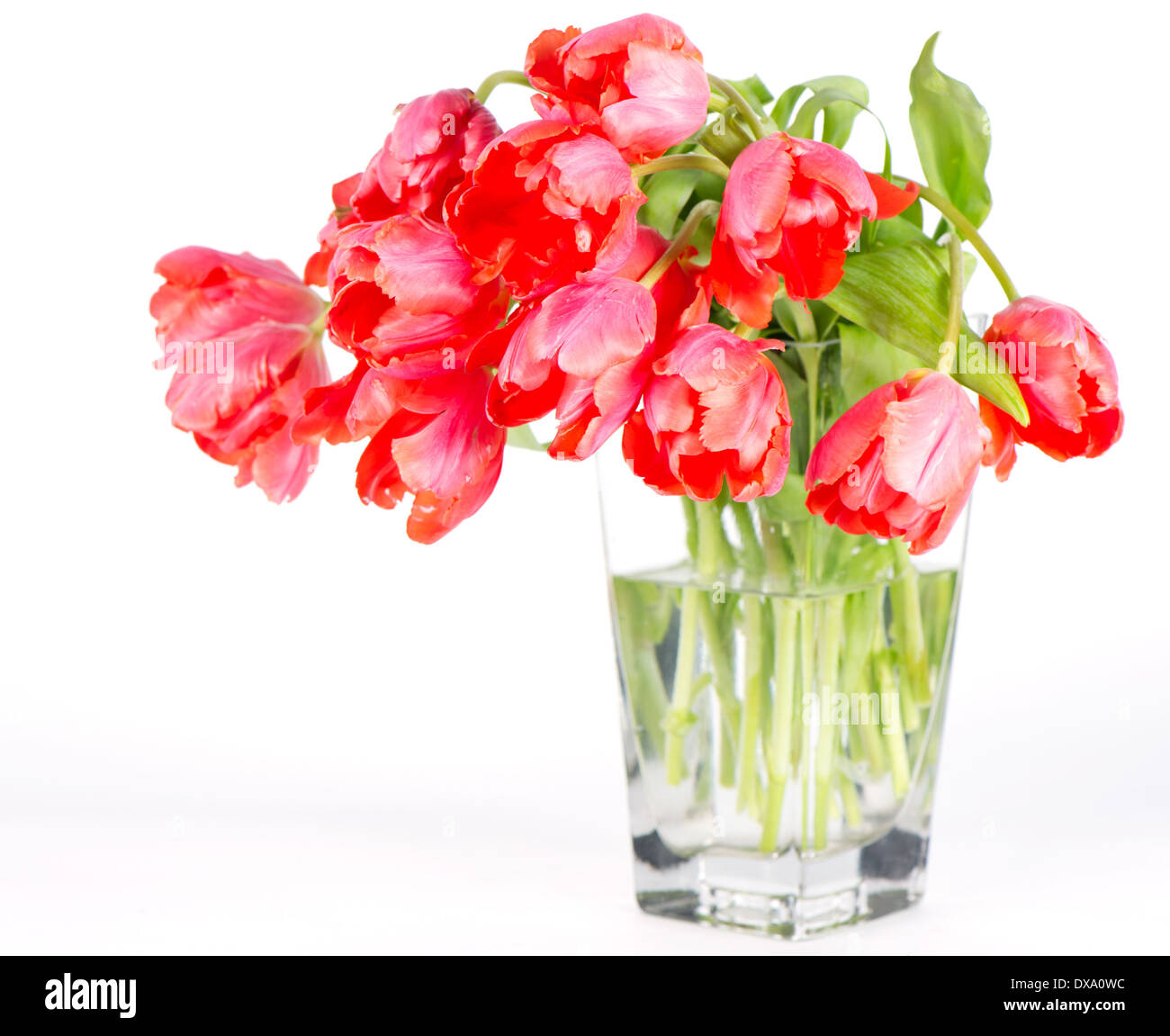 March april flowers Cut Out Stock Images & Pictures - Alamy