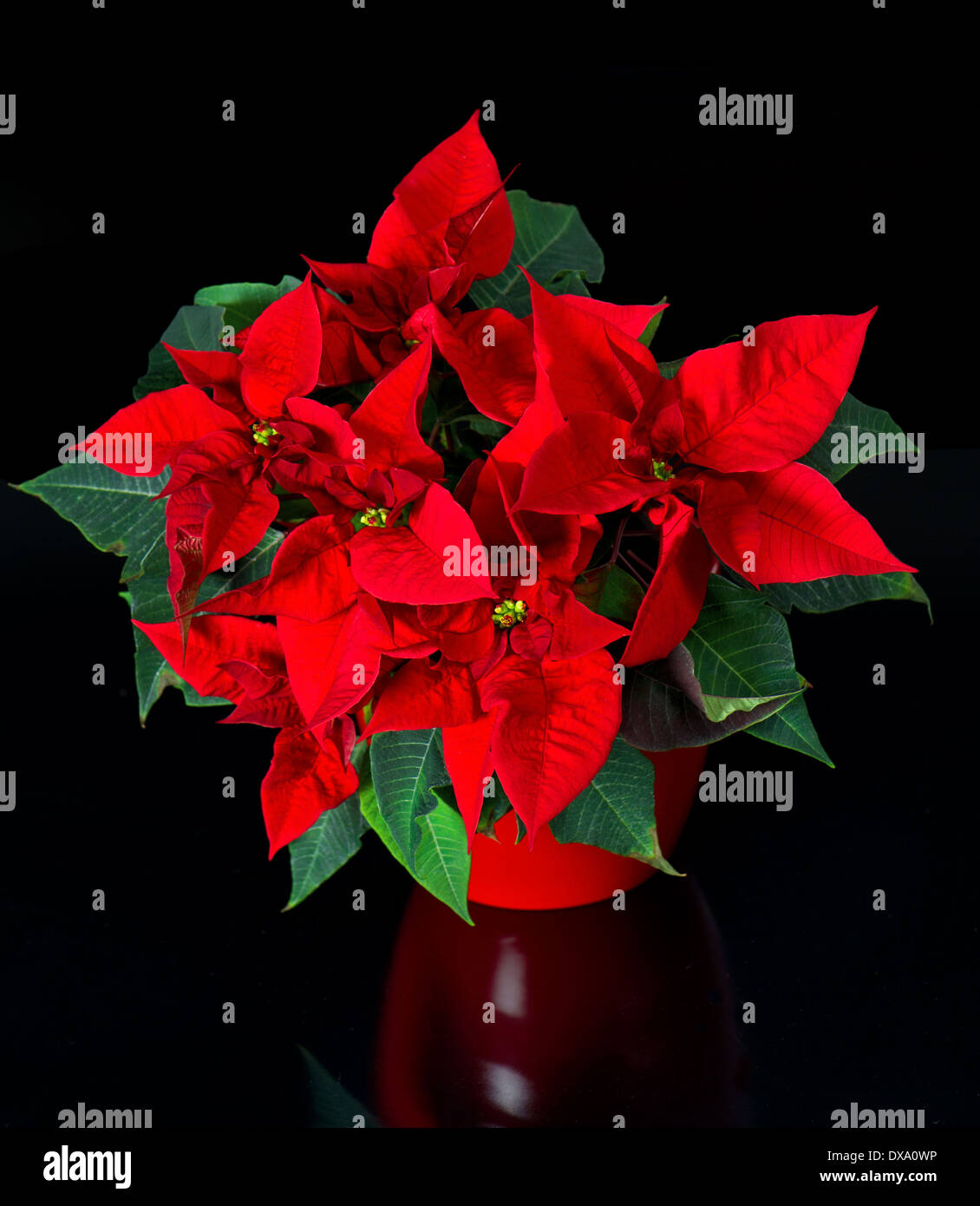 beautiful poinsettia on black background. red christmas flower Stock ...