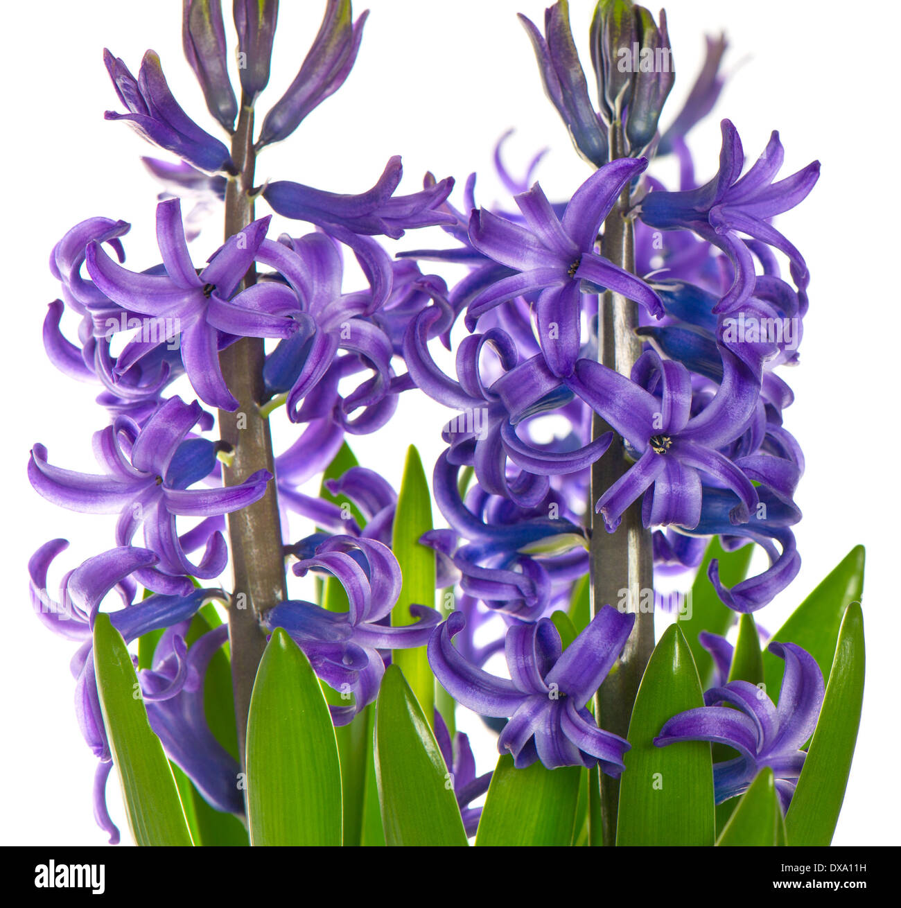 Hyacinth flower hi-res stock photography and images - Alamy