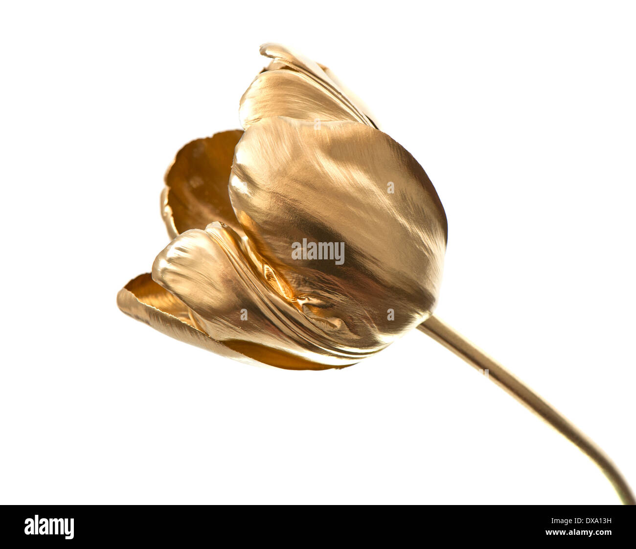 golden tulip flower isolated Stock Photo - Alamy